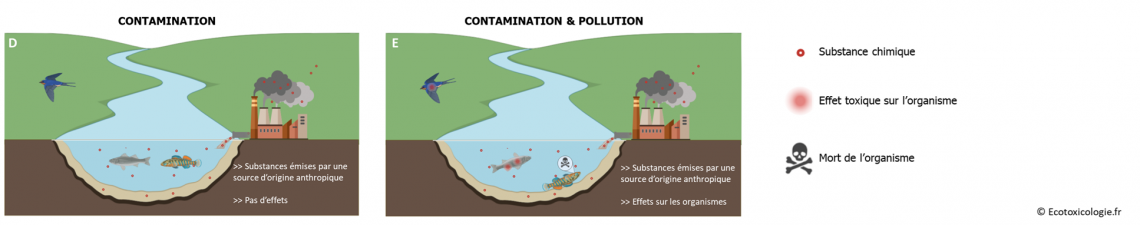 La biodisponibilité des contaminants chimiques dans l'environnement ...