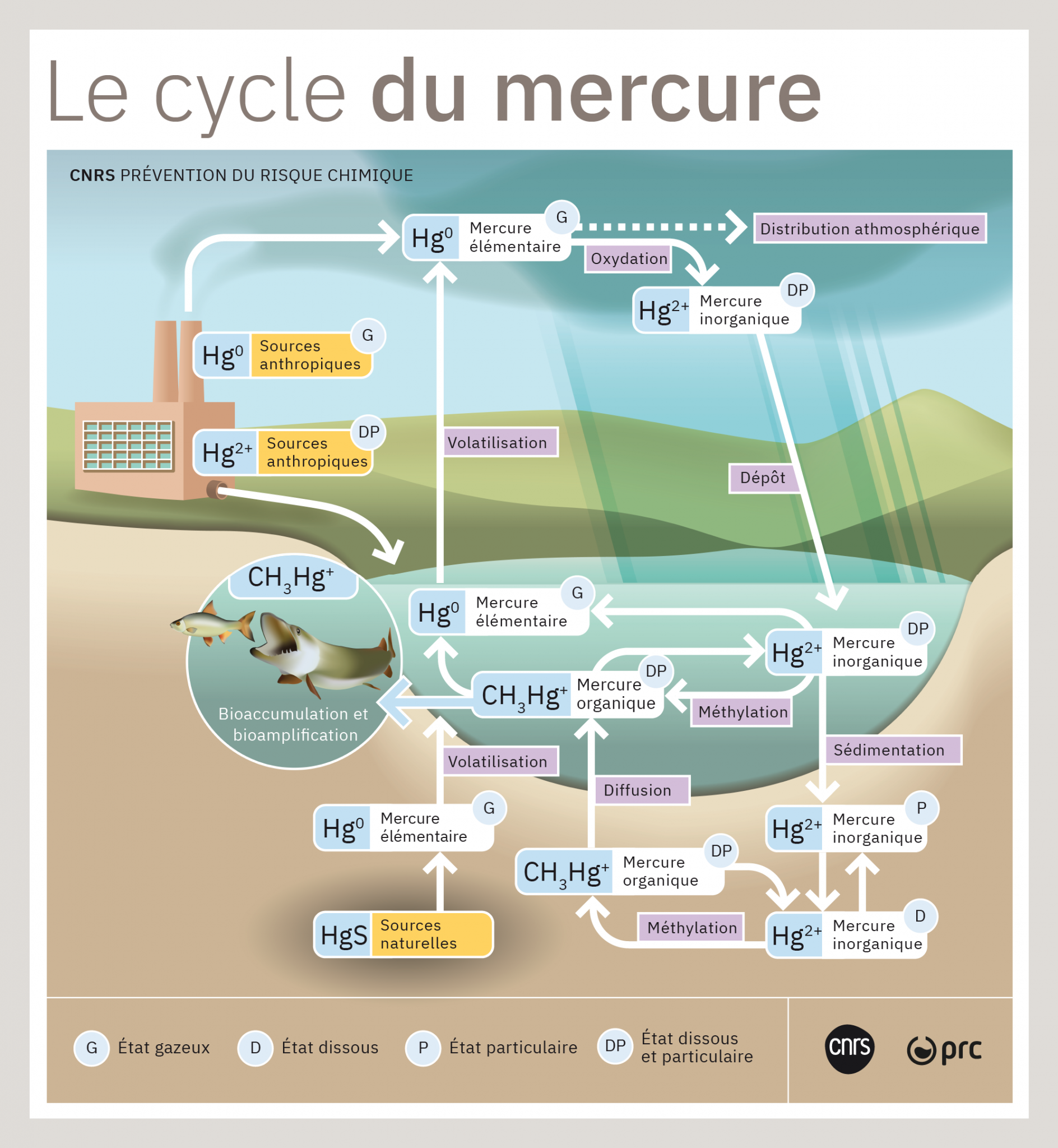 La biodisponibilité des contaminants chimiques dans l'environnement ...